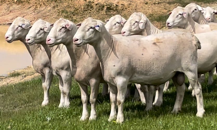 Blackwood SheepMaster - Shedding Rams and Ewes, Shedding Rams