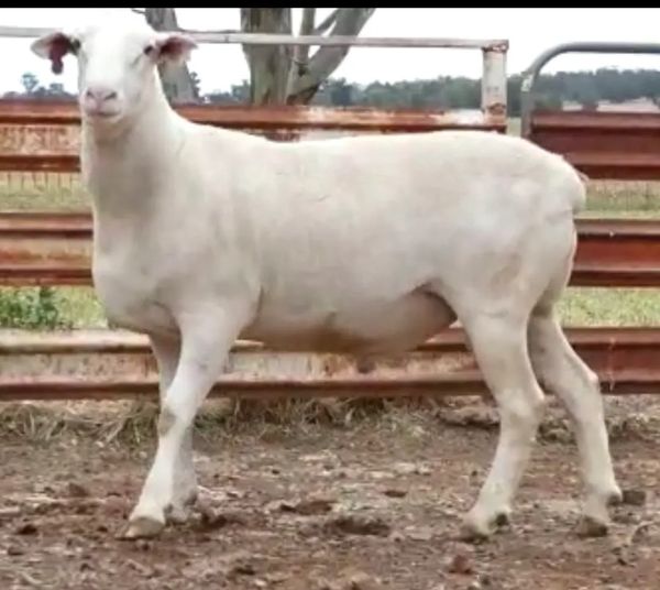 SIRES | Blackwood SheepMaster