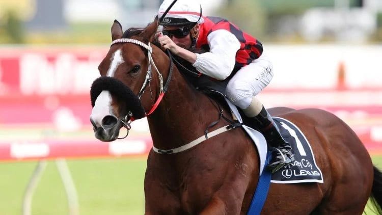 Meringo Stud