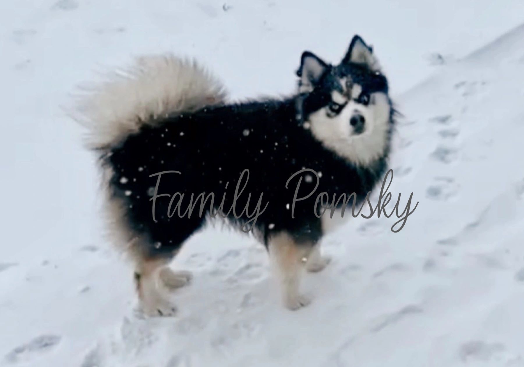 Family Pomsky - Pomsky, Pomskies, Breeder