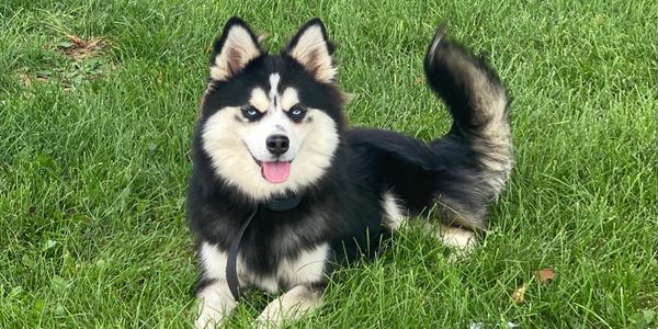 Family Pomsky - Pomsky, Pomskies, Breeder