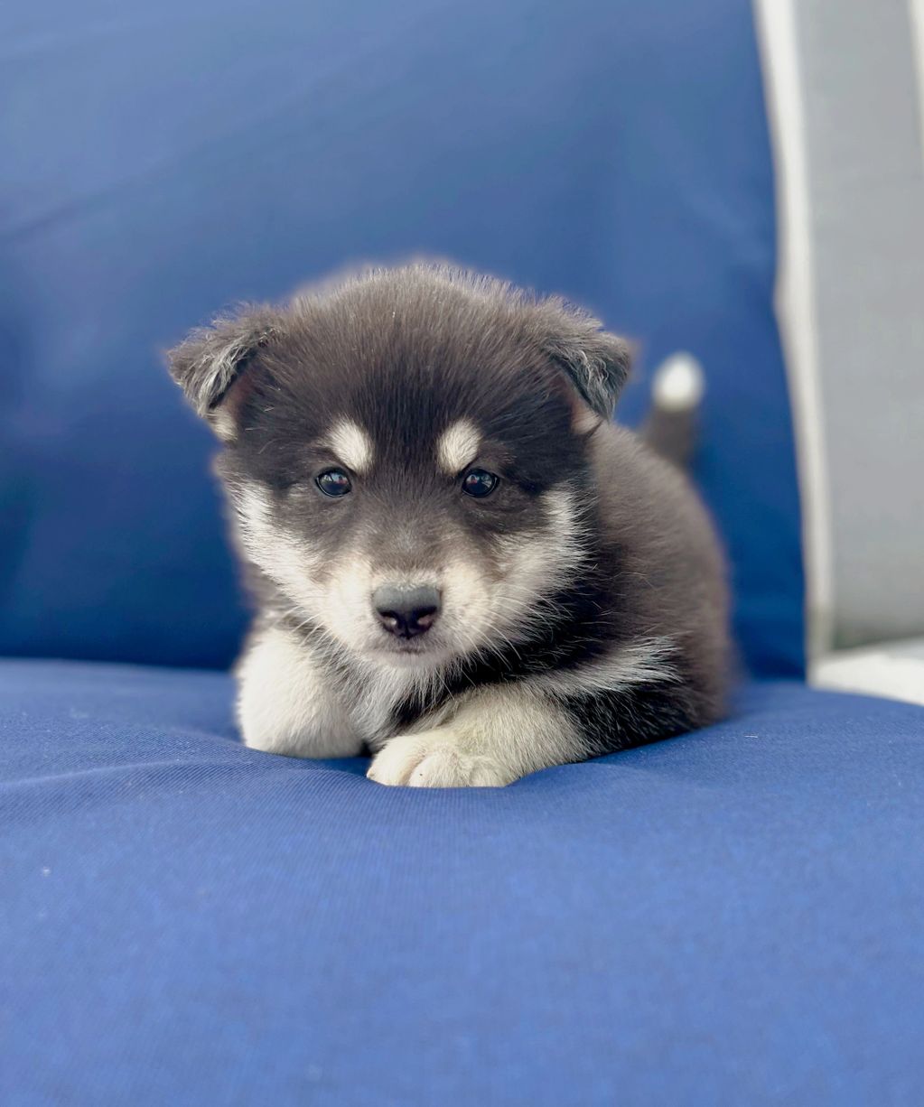 Available Pomsky Pups