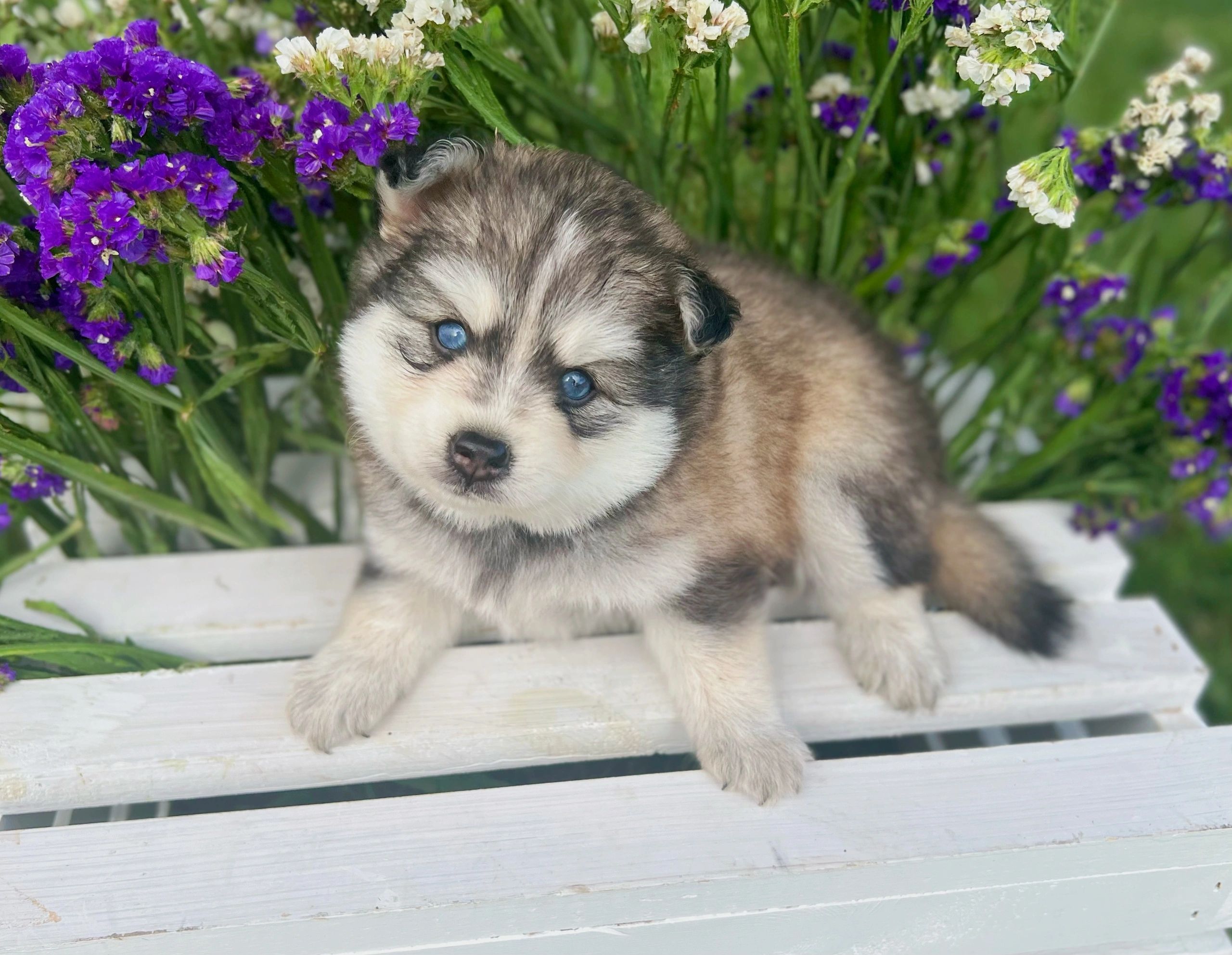 Family Pomsky - Pomsky, Pomskies, Breeder