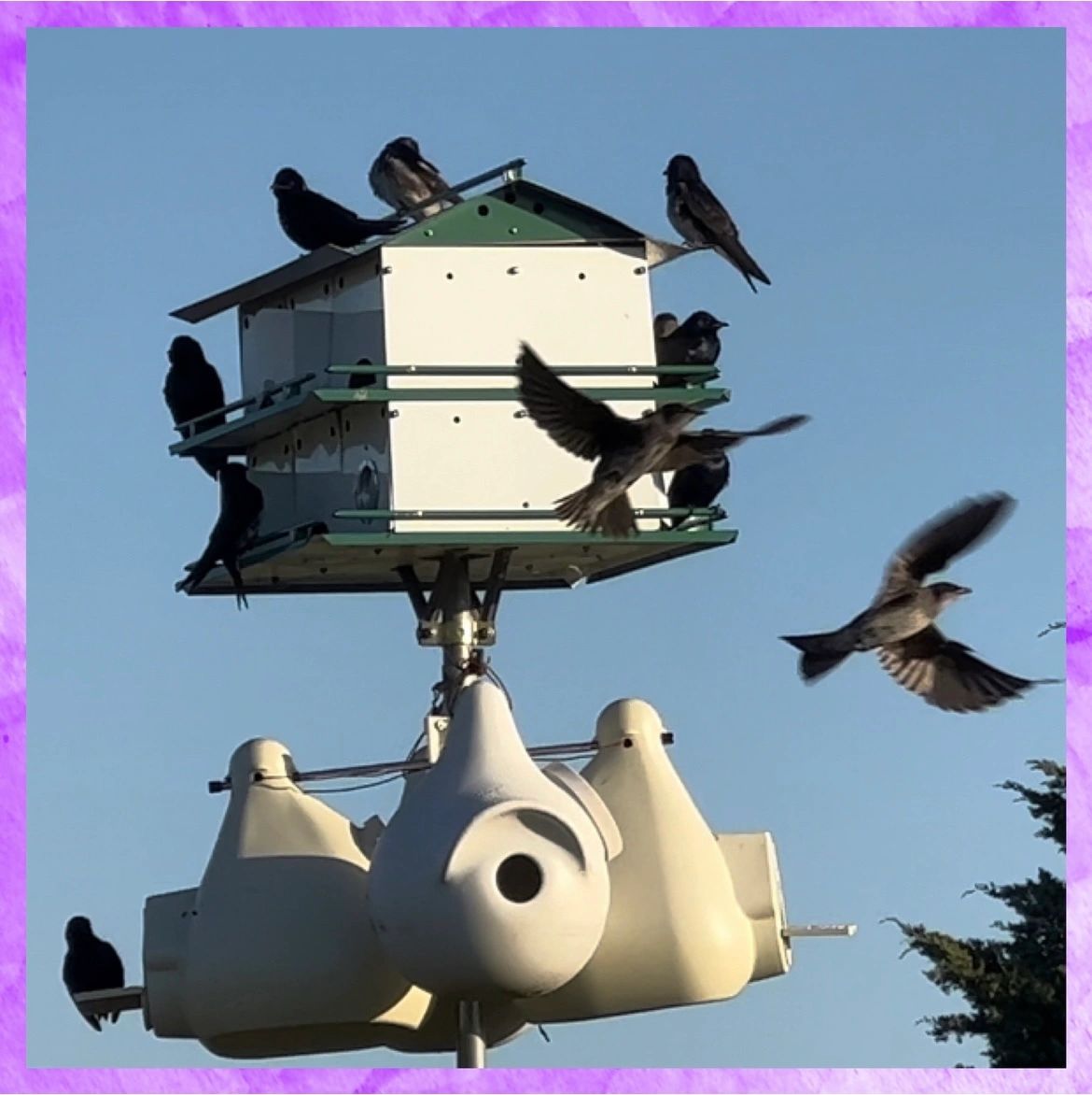 BYE BYE BIRDIES