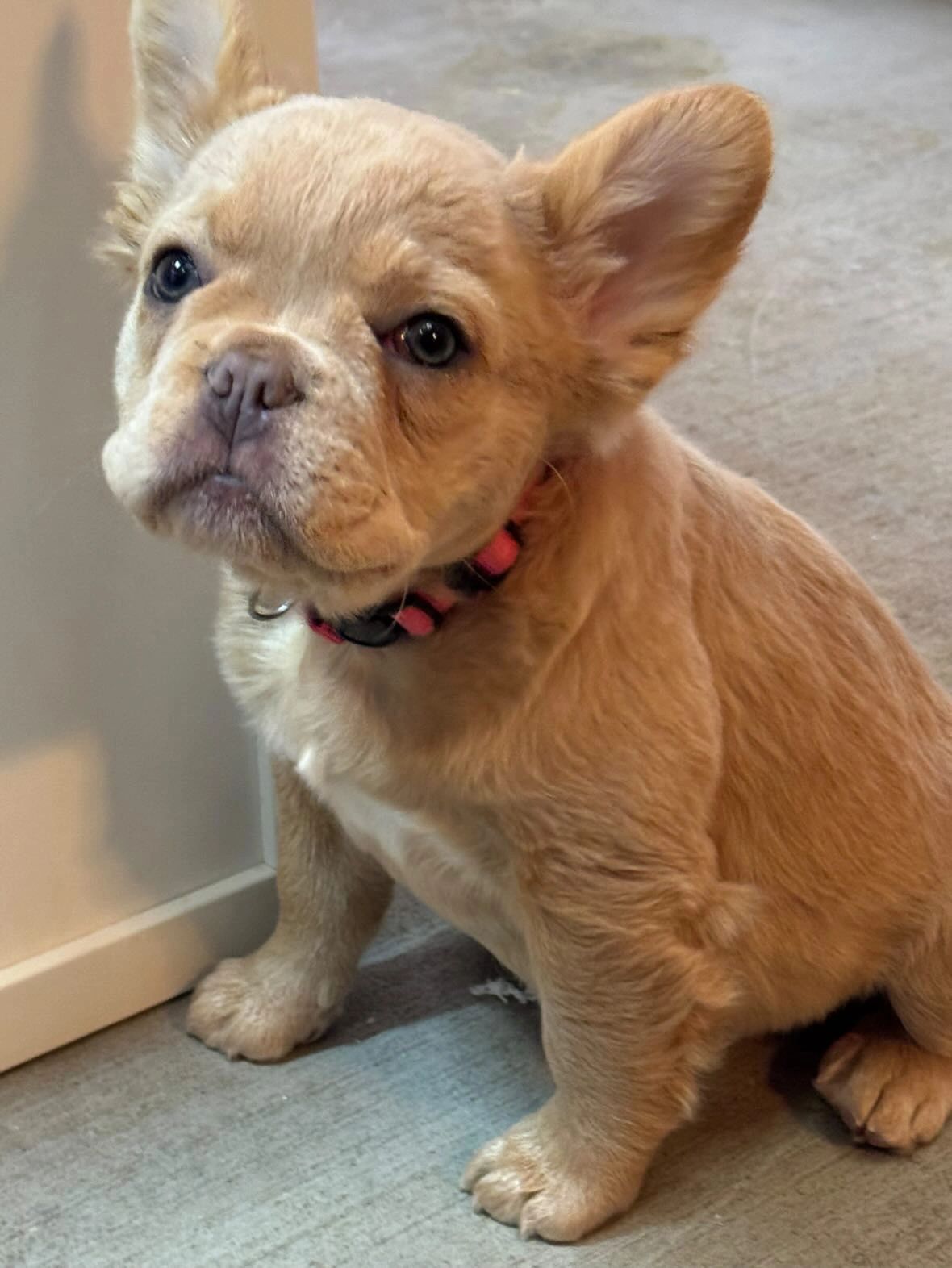 Daisy’s Fluffy Frenchies - French Bulldog Breeder, French Bulldog for ...