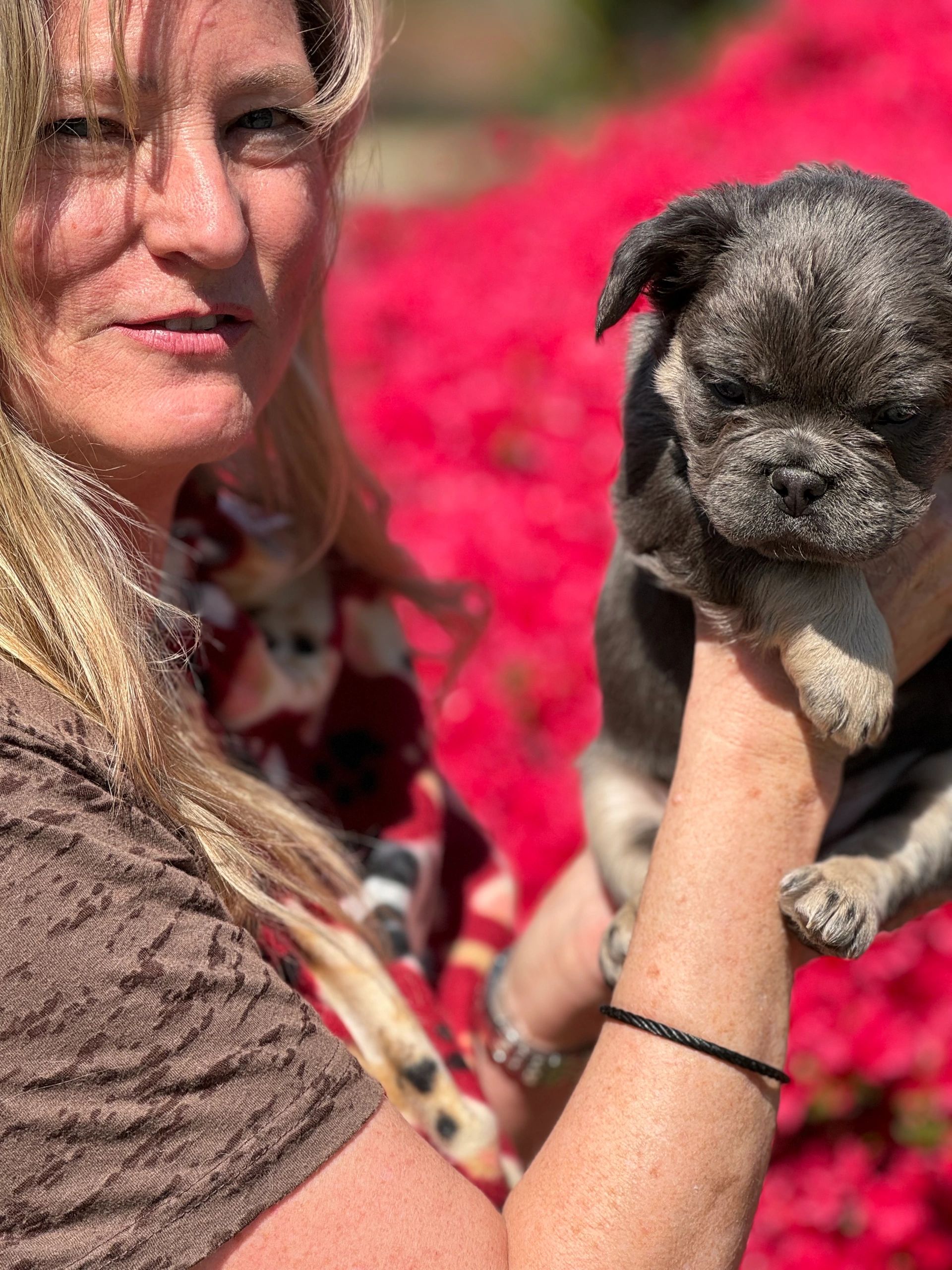 Daisy’s Fluffy Frenchies - French Bulldog Breeder, French Bulldog for ...