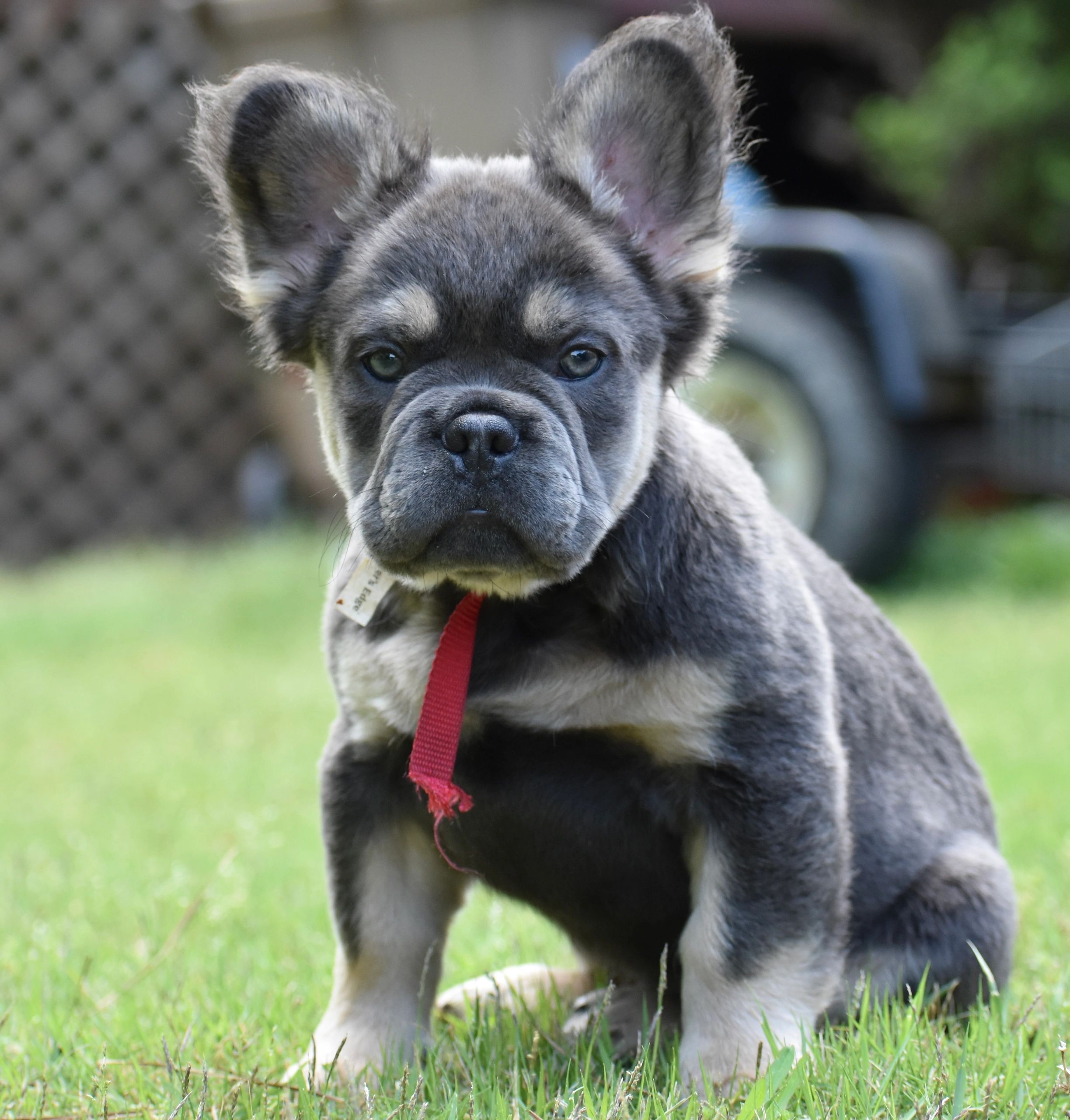 Daisy’s Fluffy Frenchies - French Bulldog Breeder, French Bulldog for ...
