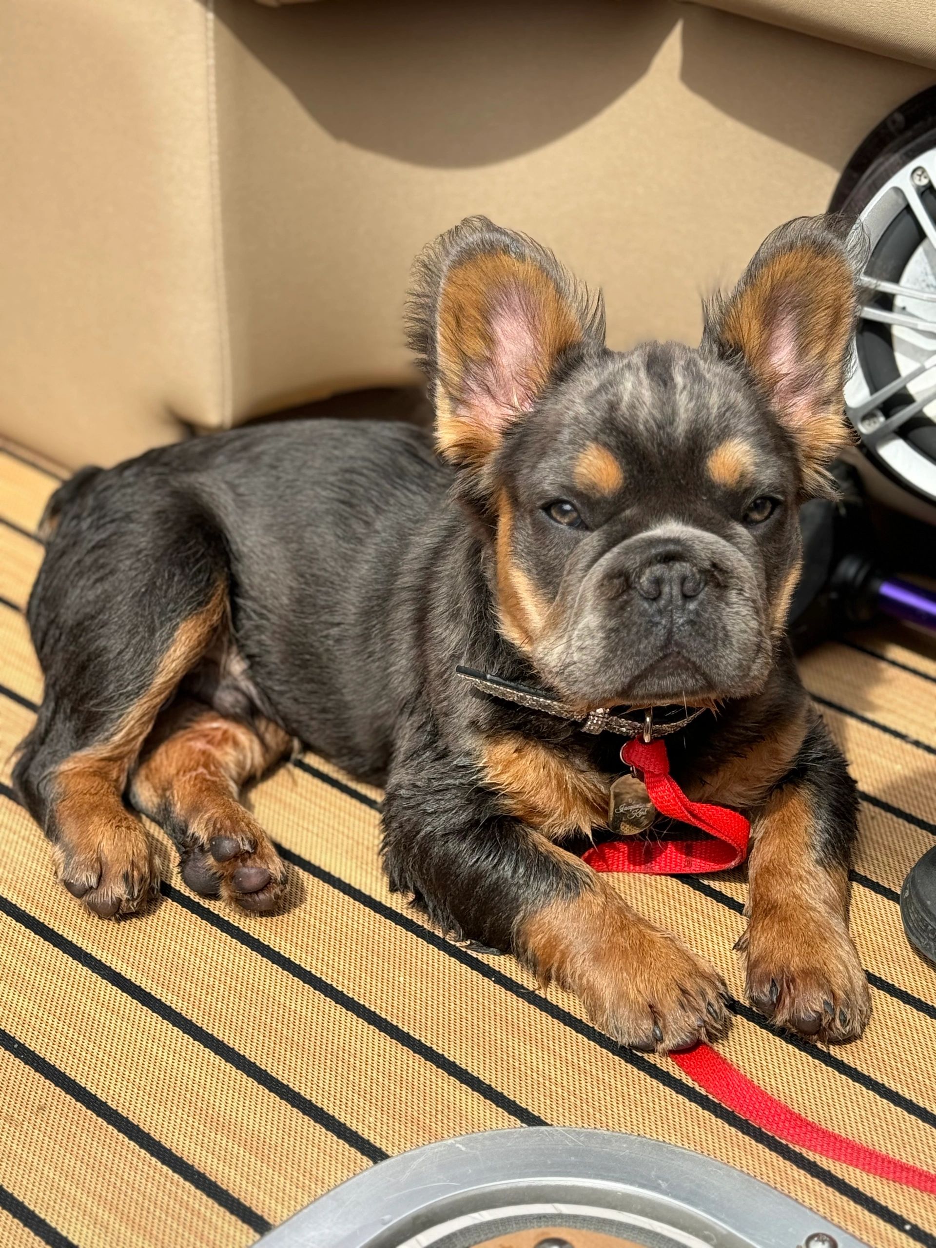 Daisy’s Fluffy Frenchies - French Bulldog Breeder, French Bulldog for ...