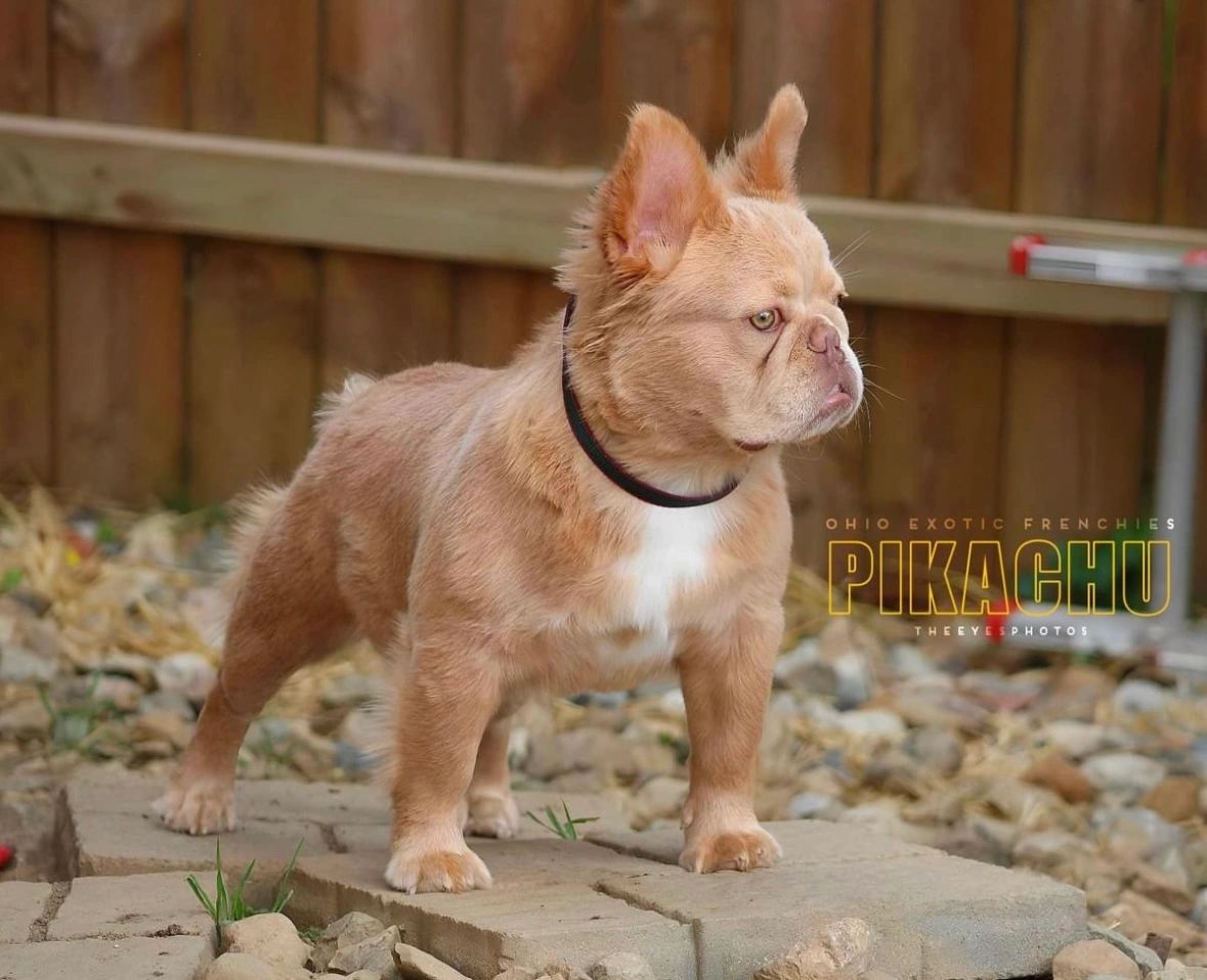 Daisy’s Fluffy Frenchies - French Bulldog Breeder, French Bulldog for ...