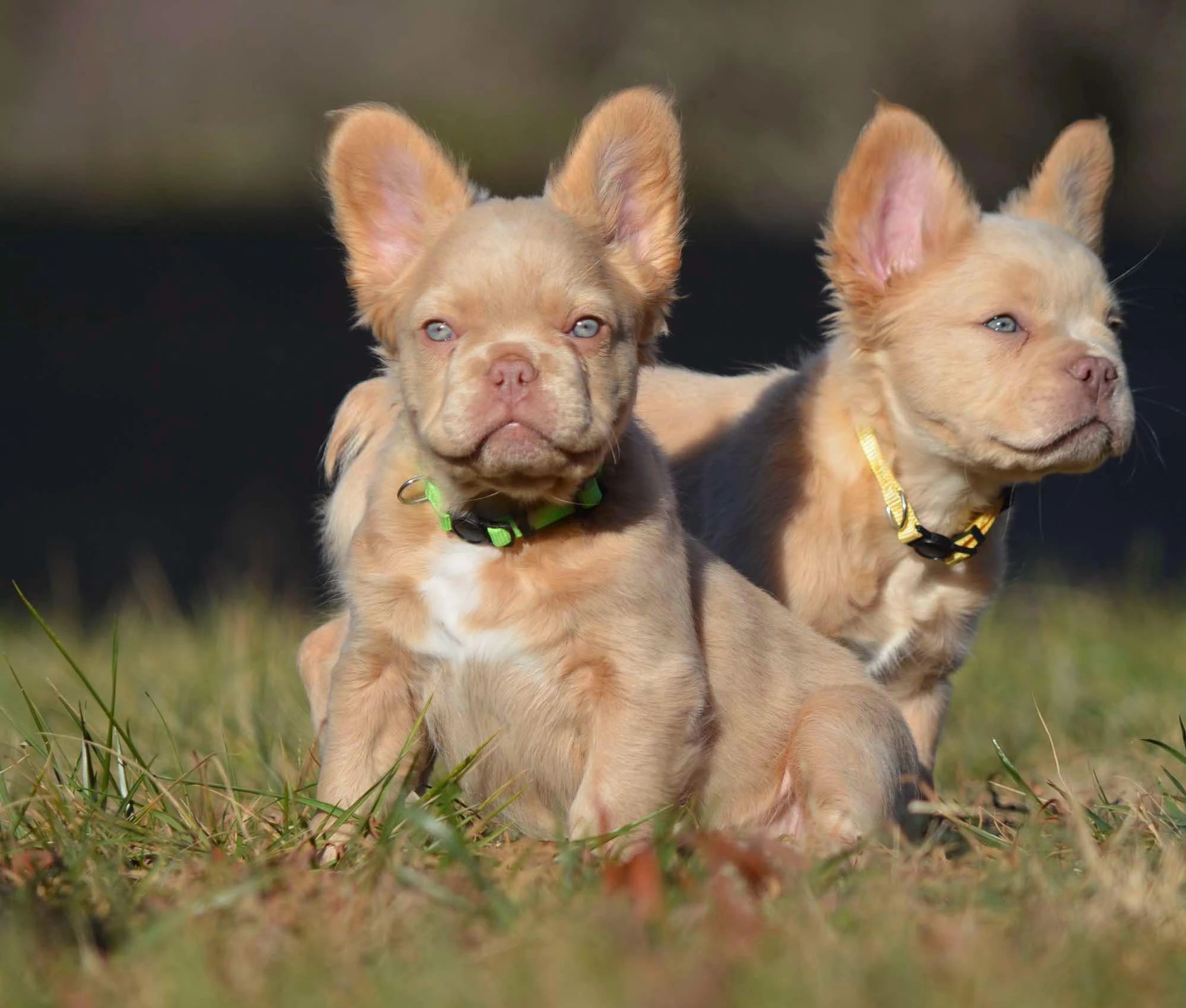Daisy’s Fluffy Frenchies - French Bulldog Breeder, French Bulldog for ...