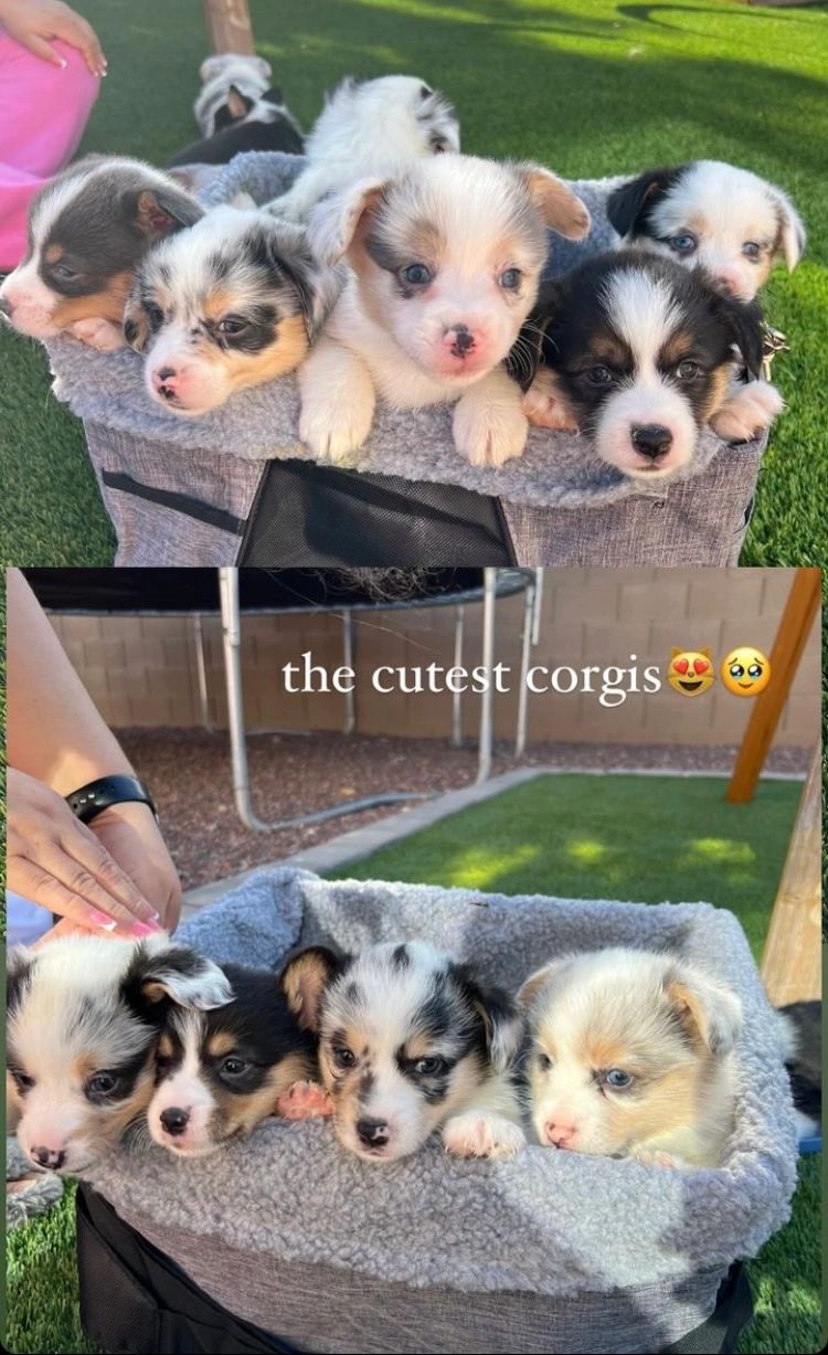 Corgis