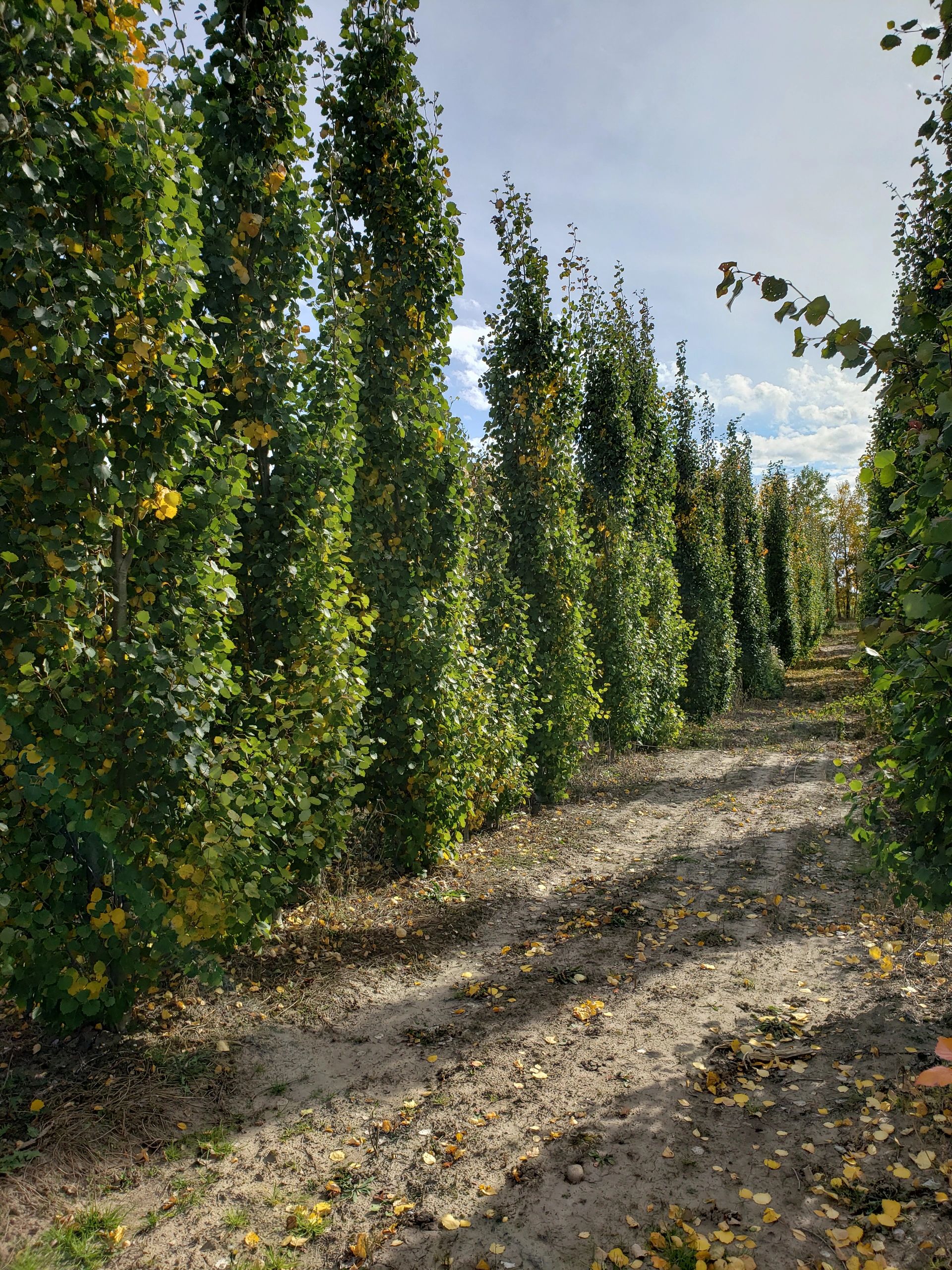 Enhance Your Landscape Projects with Sylvan West Tree Farm