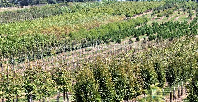 Sylvan West Tree Farm Ltd.