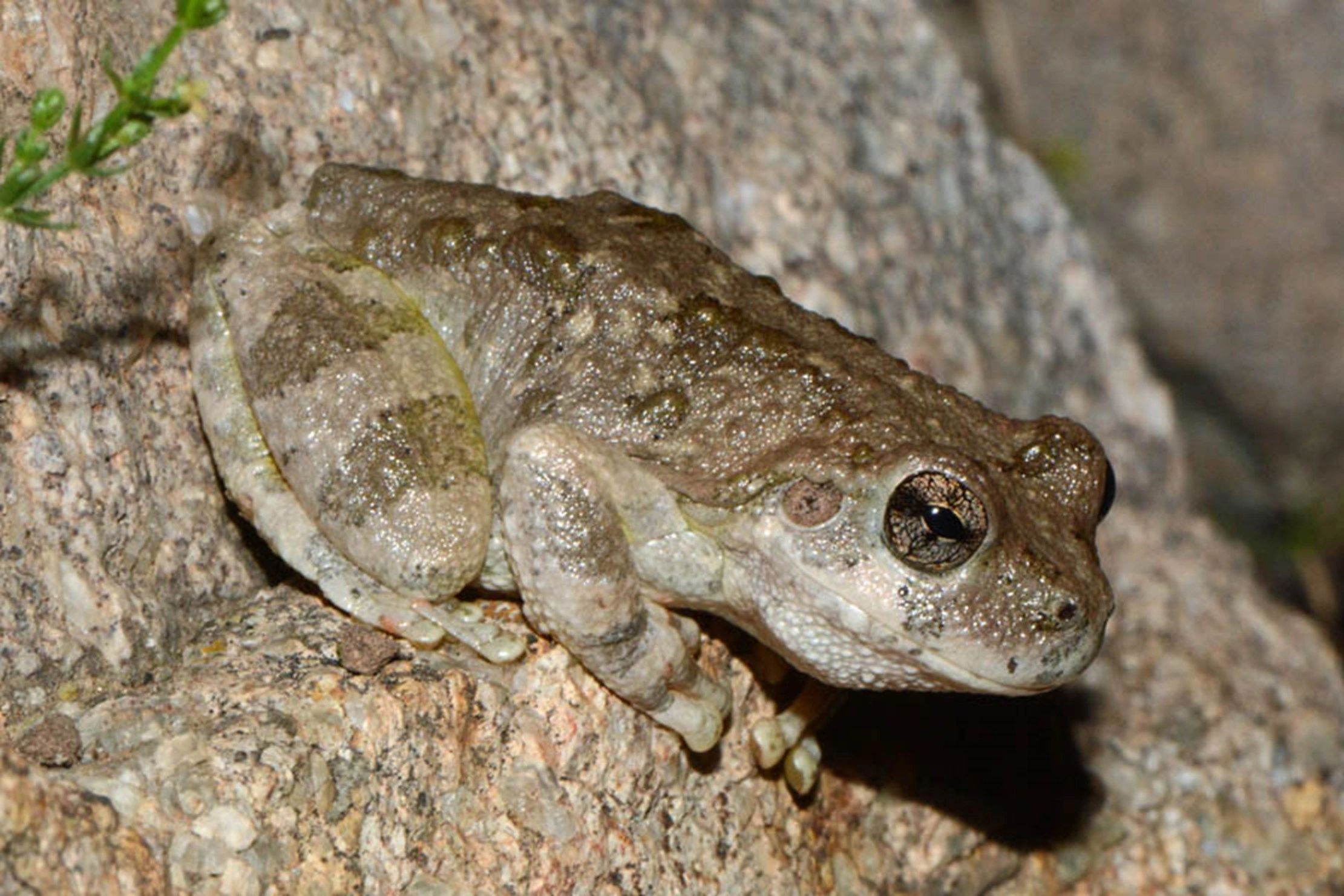Froggy Went A Courtin’ We Did Go