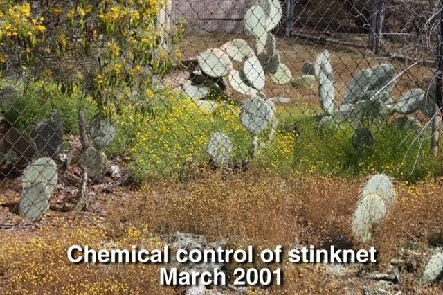 Weed Control -March 2021