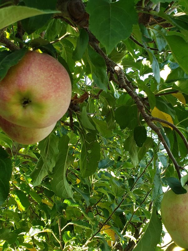 Williams Fruit Ranch - Emmett, Idaho