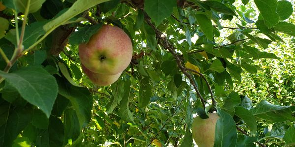 Williams Fruit Ranch - Emmett, Idaho