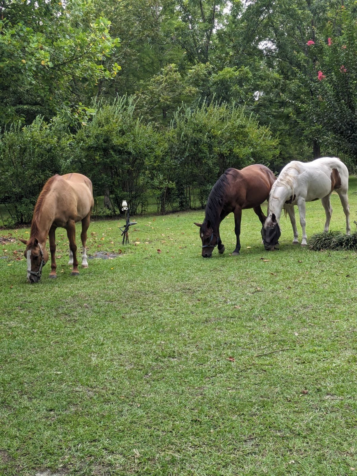 Welcome to Hoshaiah Farm