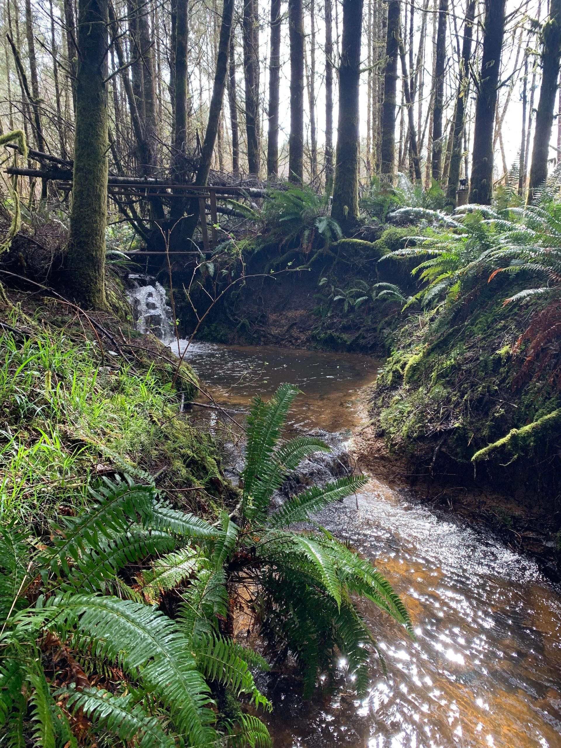 Fern Valley Oasis