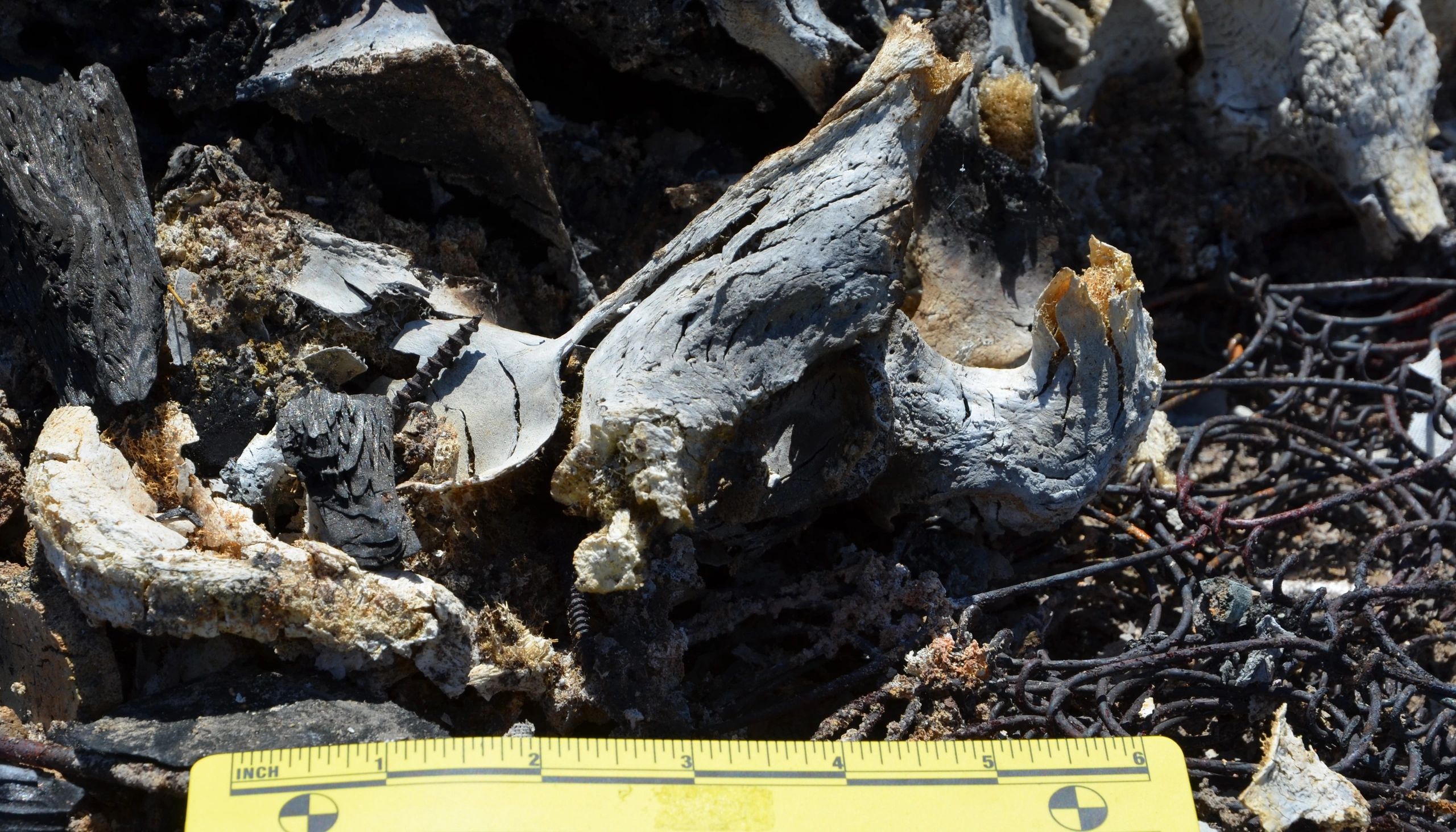 Fatal Fire Investigation of Burned Human Remains