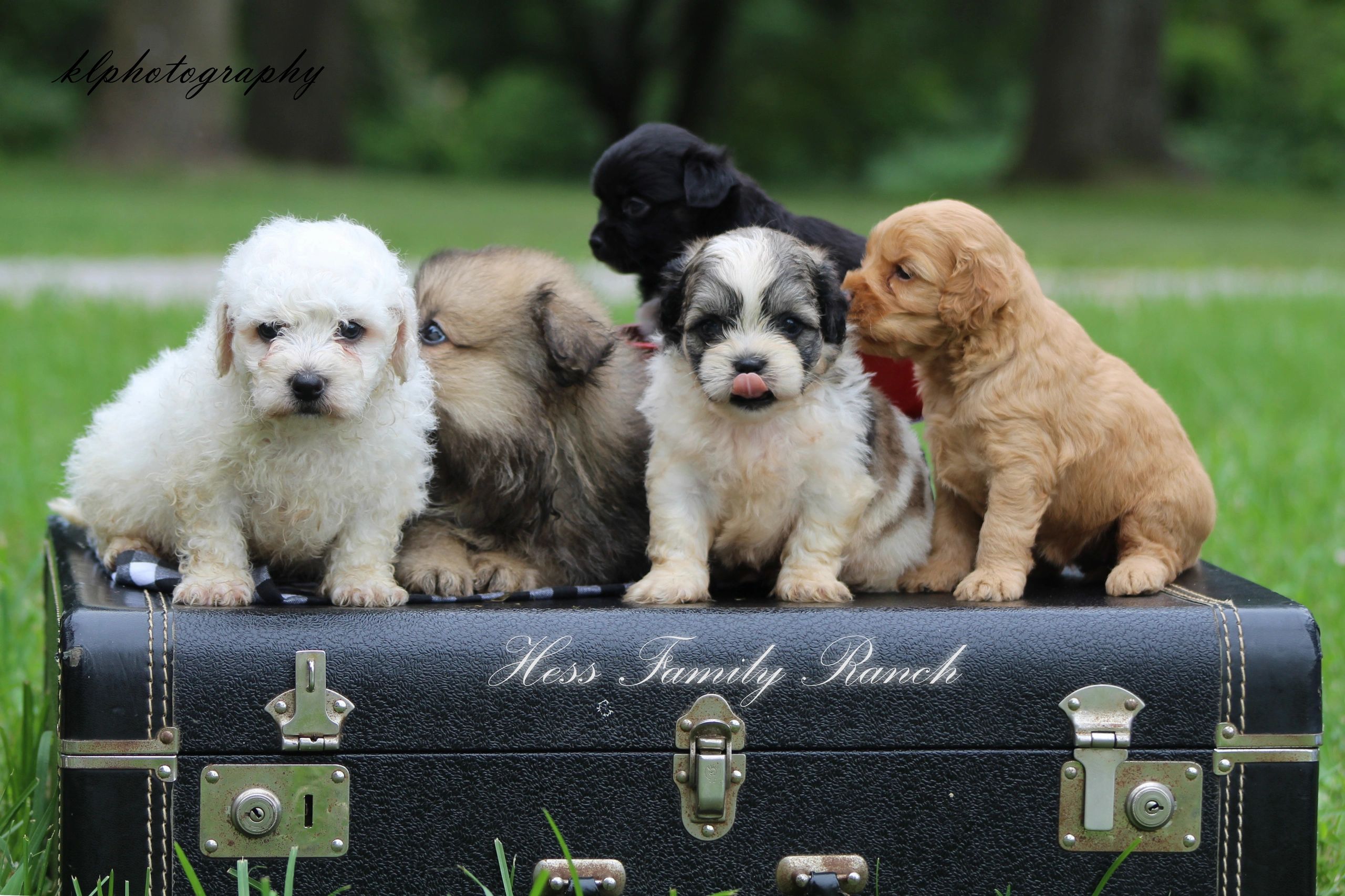 Puppies for Sale - Family Farm Raising Katahdin Sheep and Puppies in ...