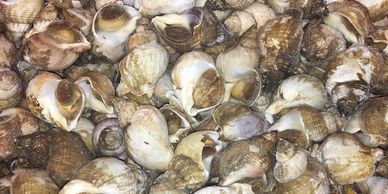 Nautilus Seafood - Shellfish | Nautilus Seafood