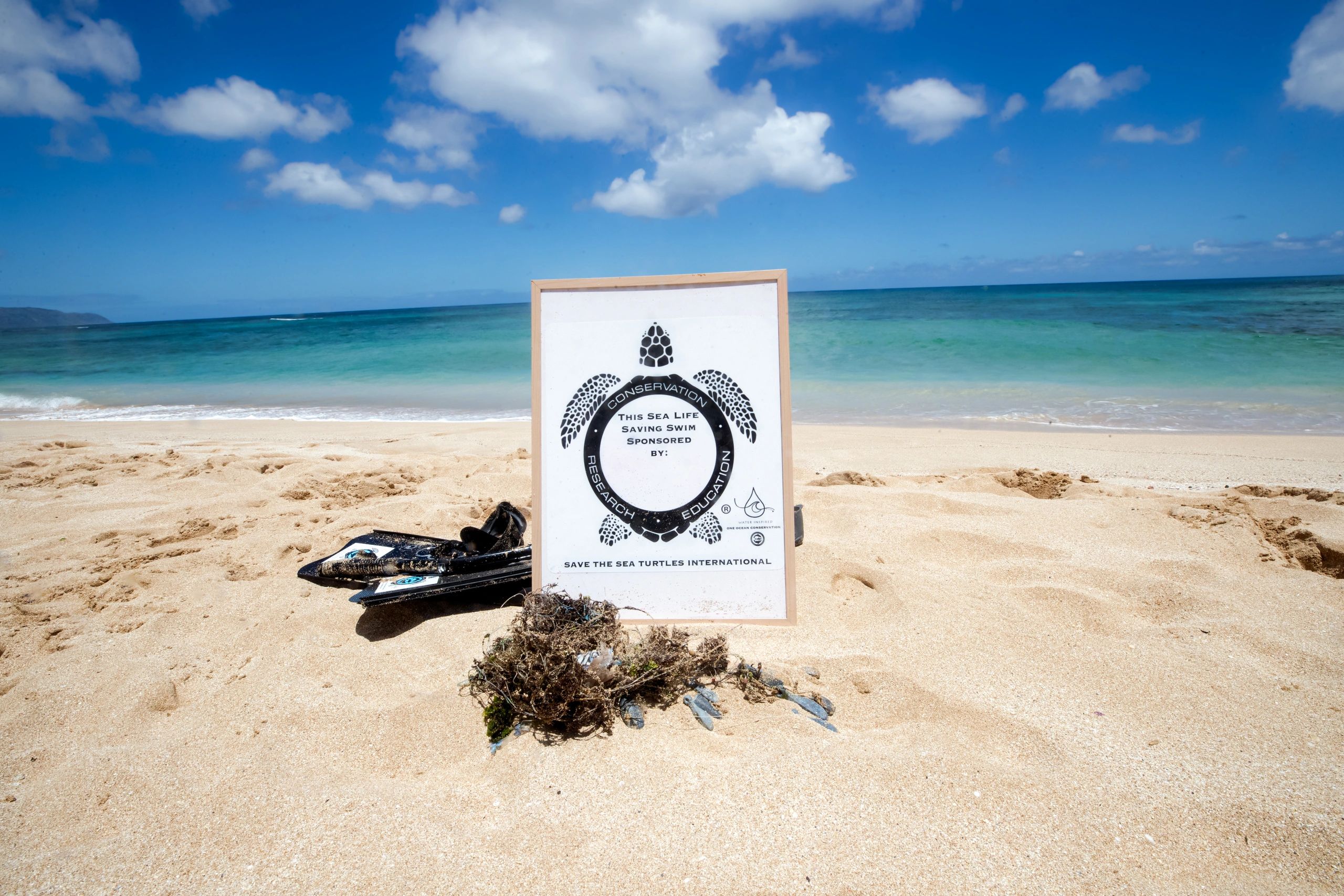 SAVE THE SEA TURTLES INTERNATIONAL