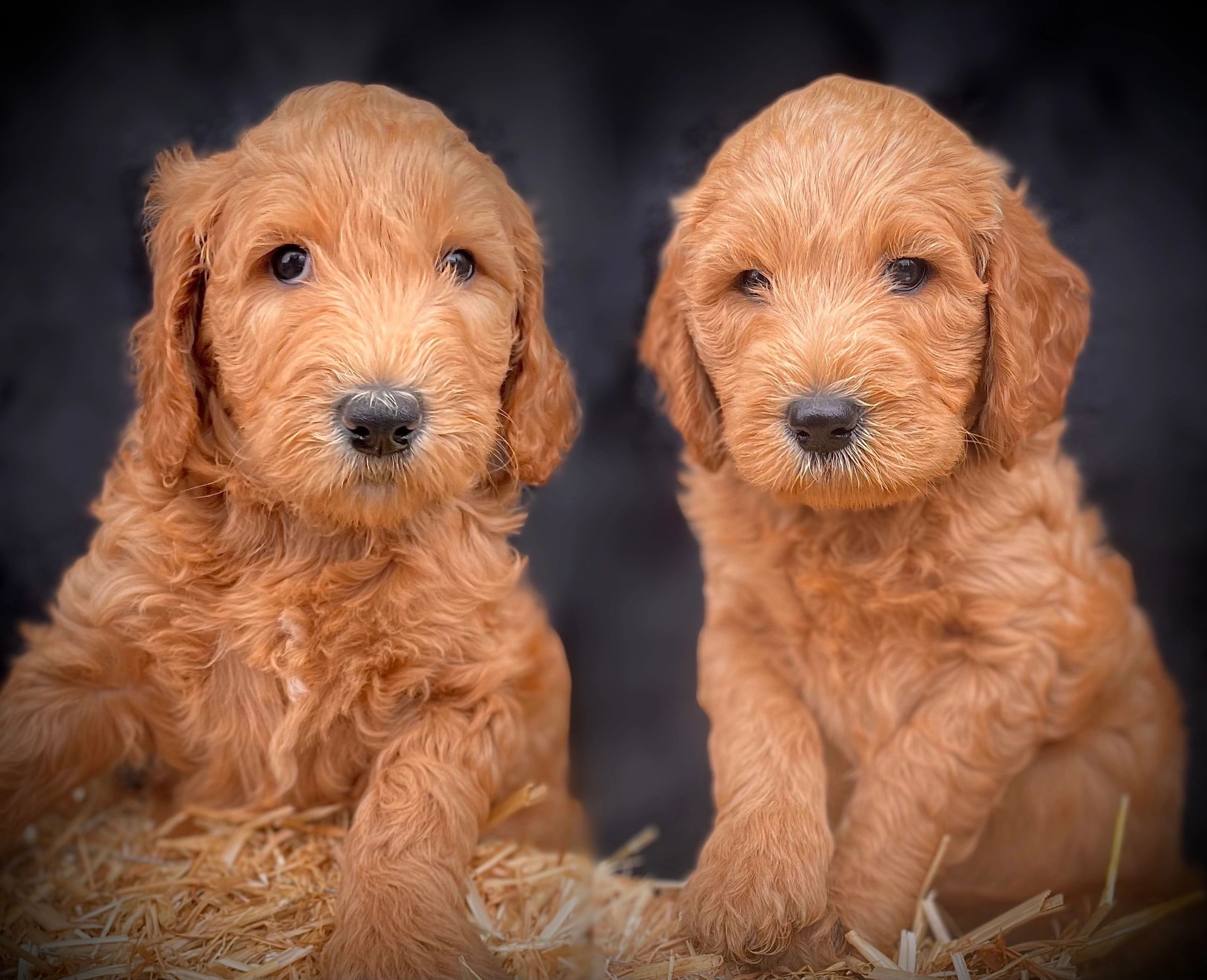 Available Puppies | Emeralddoodles