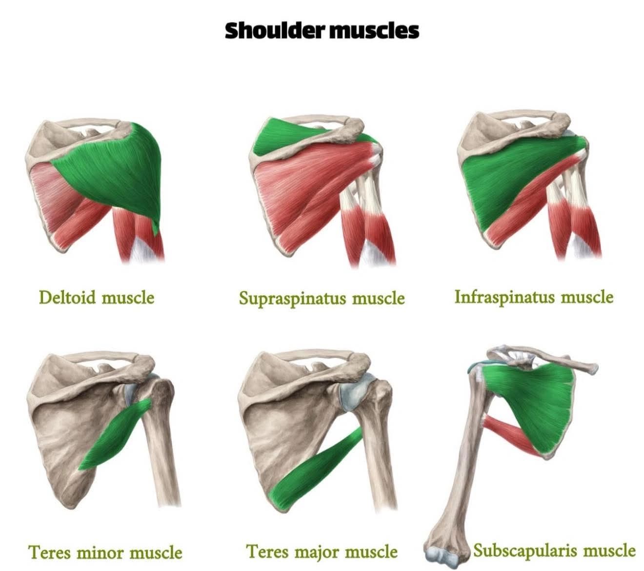 Teres Minor And Infraspinatus Muscles