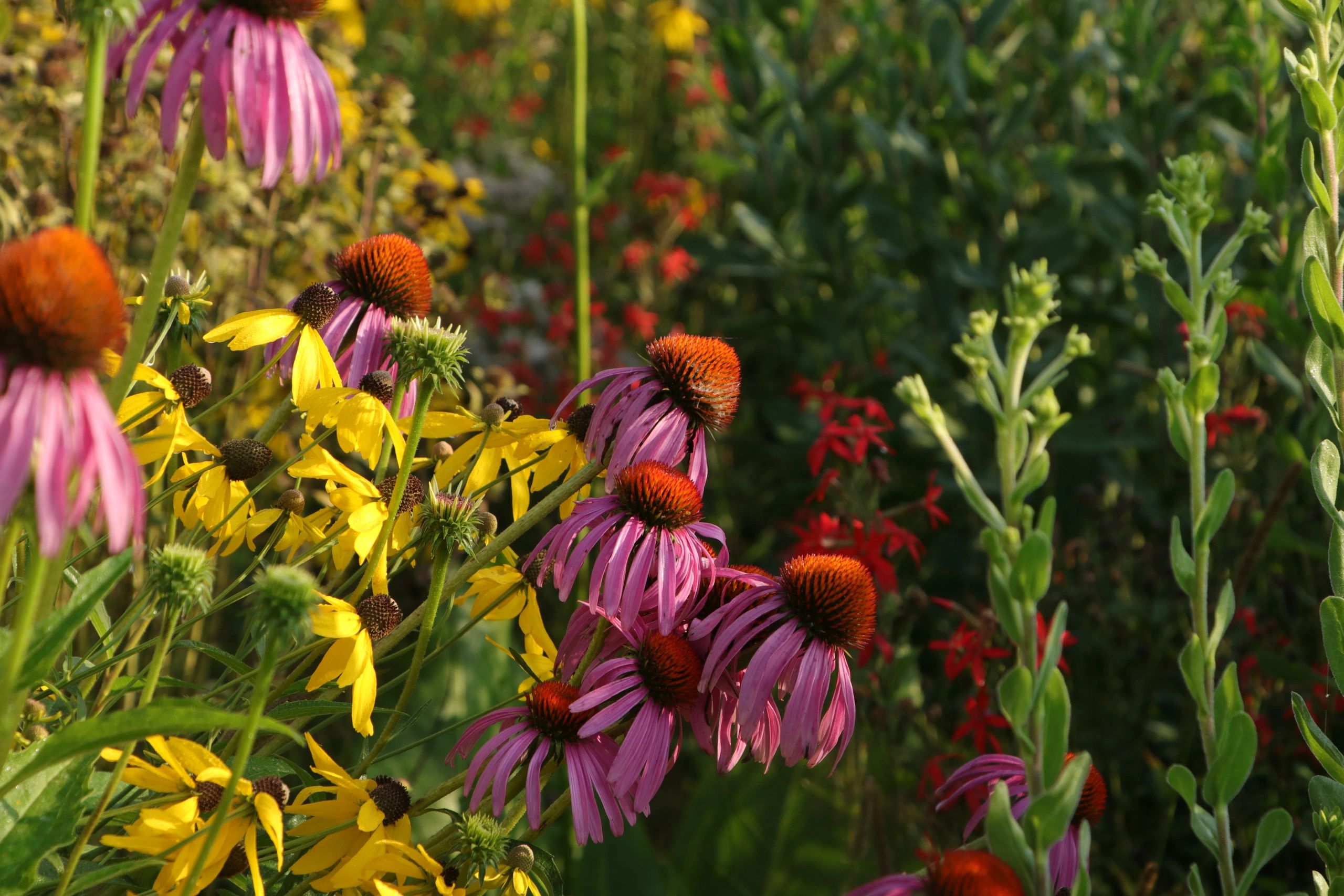 Monarch Meadows Native Plant Nursery - Home