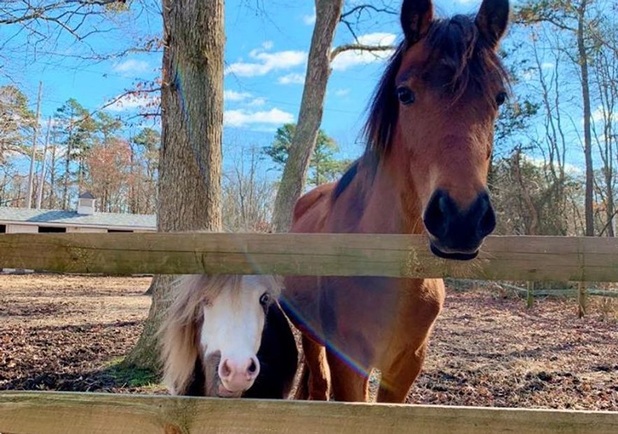 Starfish Equine Rescue, 501 (c)(3)