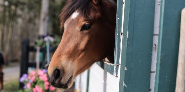 Starfish Equine Rescue, 501 (c)(3)