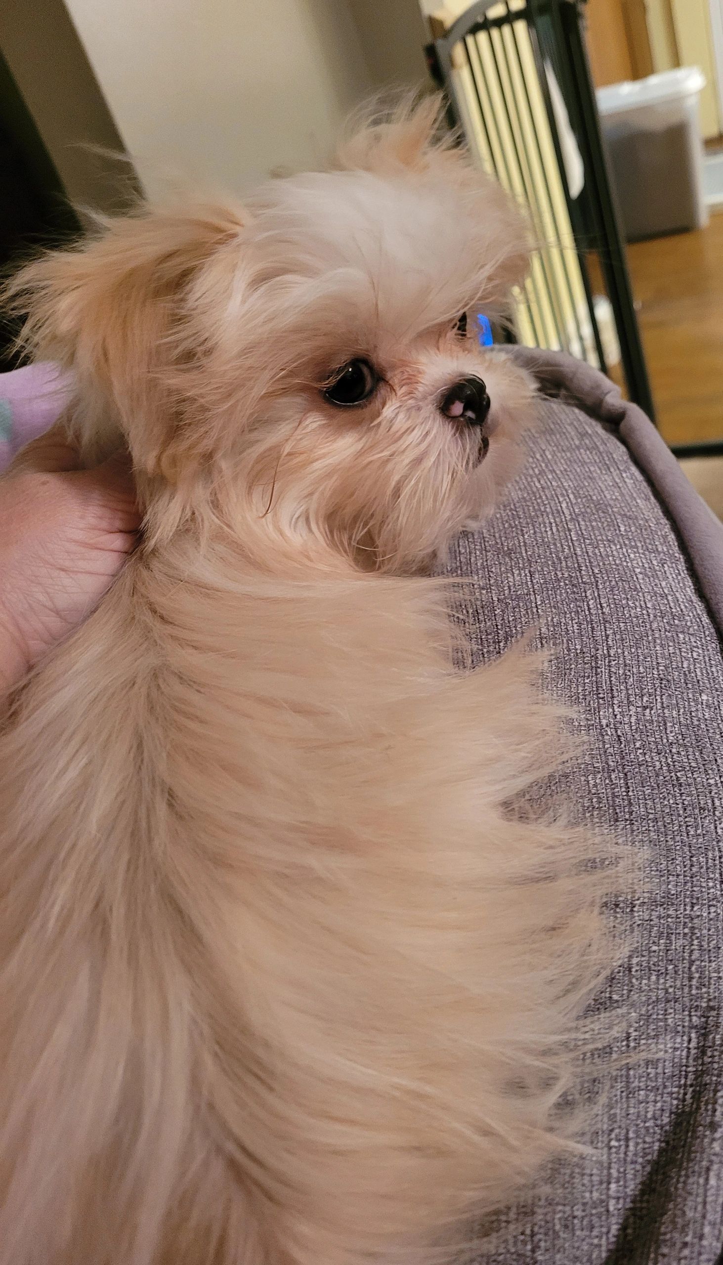 Sugar Paws Heavenly Shih Tzus