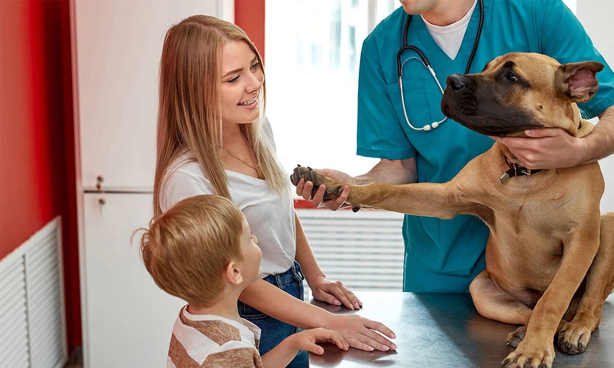 Understanding Common Veterinary Medical Terminology