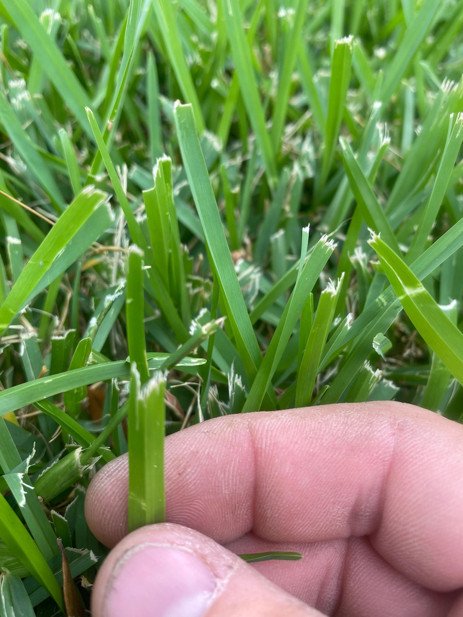 How to Identify and Treat Insect Damage In Your Lawn