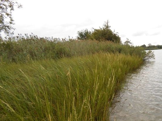 Phragmites Control - PDK Horticultural Invasive Plant Control