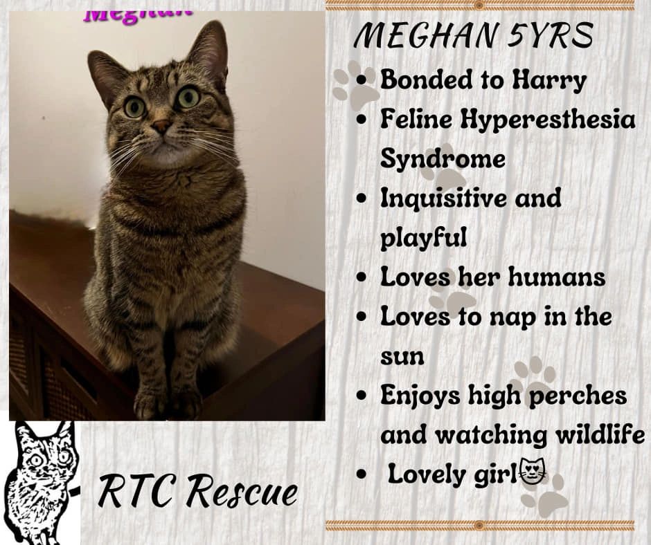 Adoption | Real Trooper Cat Rescue
