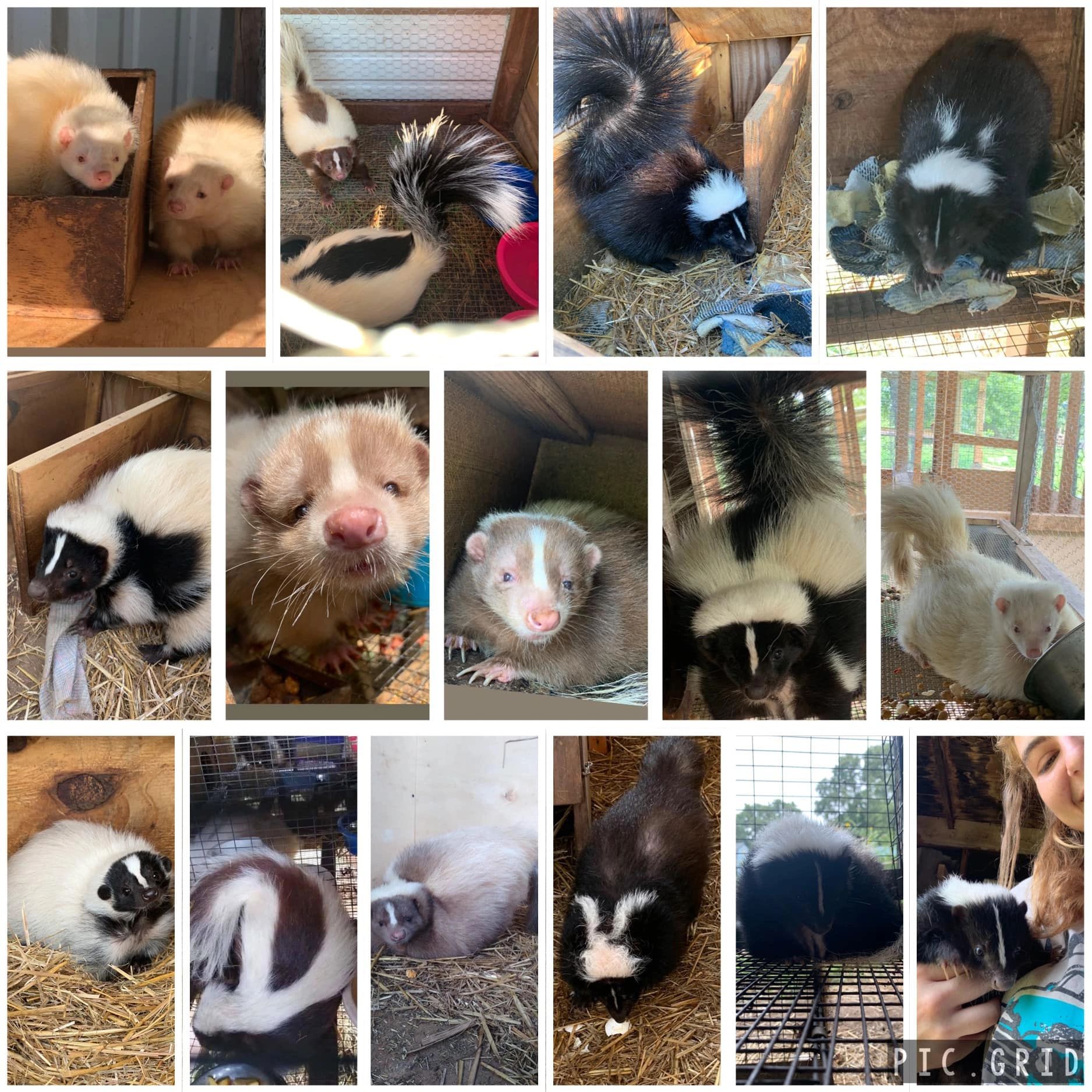 Gallery | Blakelin's Unique Lovables LLC.