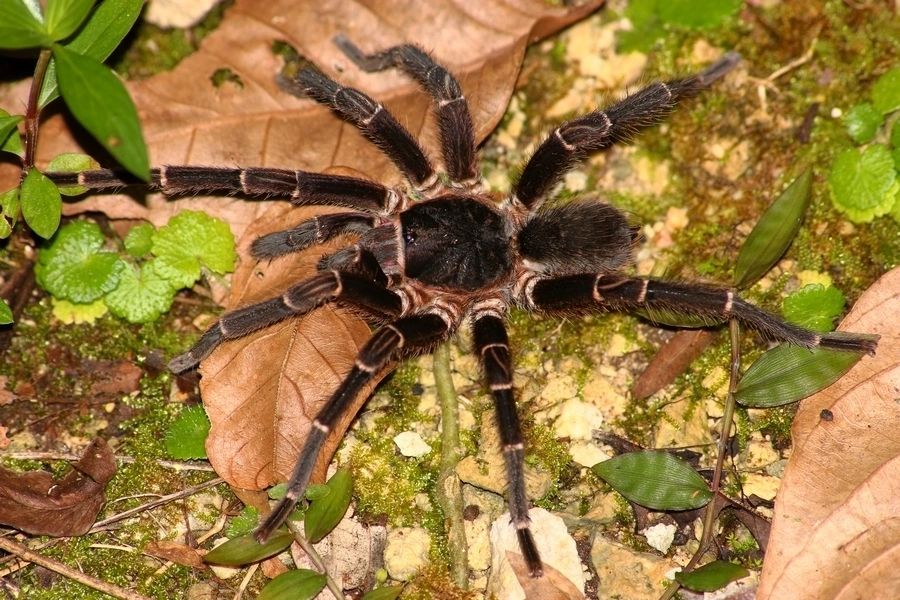 Common Puerto Rican Brown Tarantulas