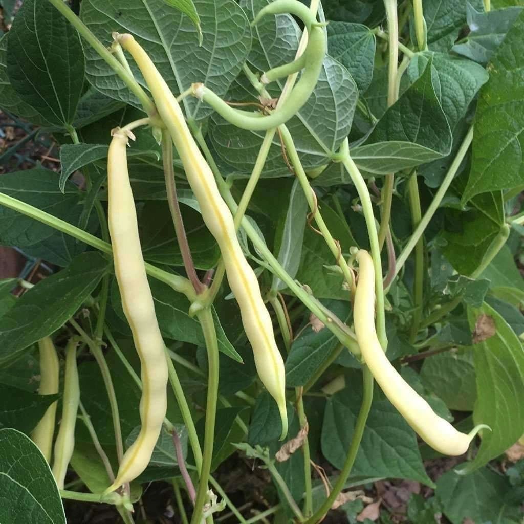 Bean Bush Seeds Cherokee Wax Open Pollinated
