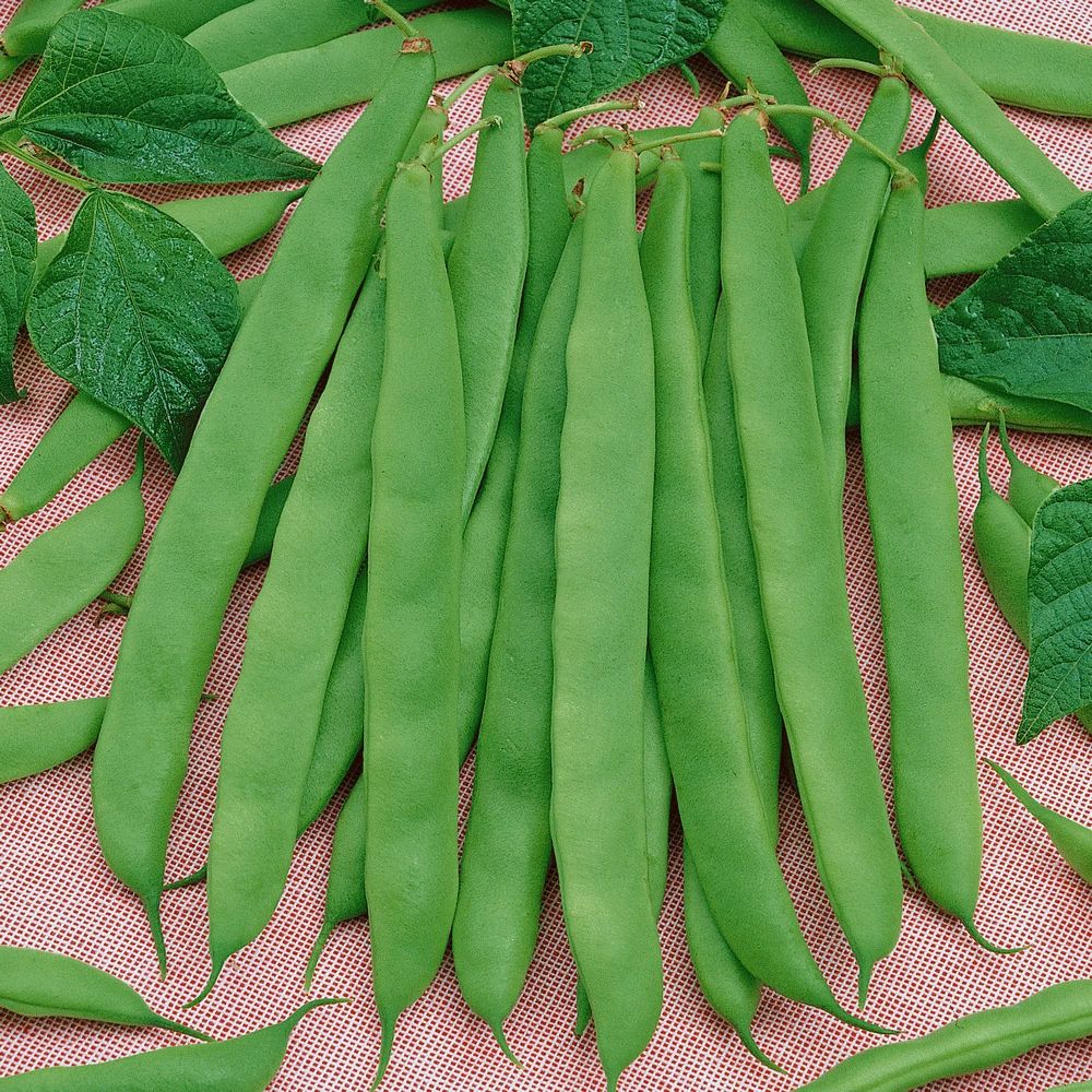 Bean Bush Seeds Italian Romano Open Pollinated