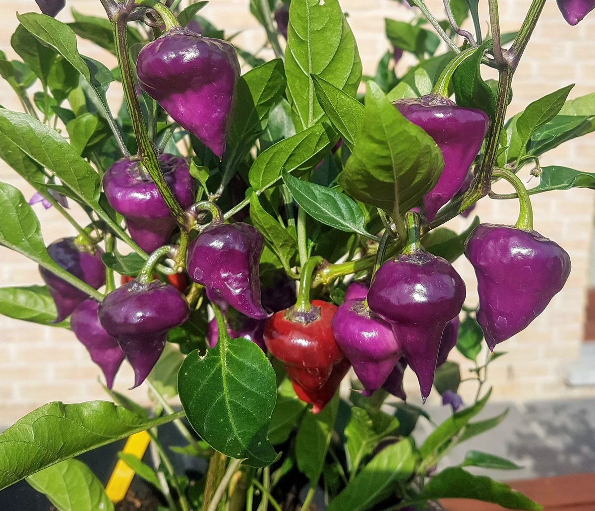 Chilli Seeds UFO Purple Open Pollinated