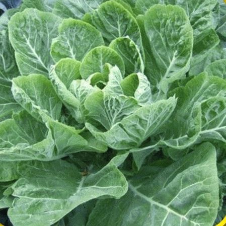 Collards Champion Open Pollinated