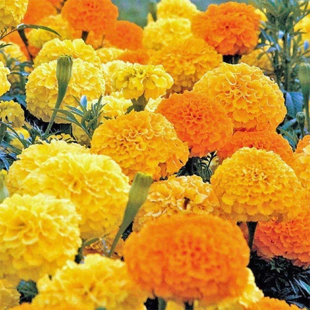 Marigold Crackerjack 50 Seeds