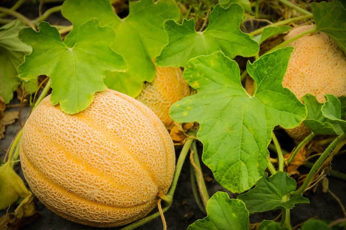 Rockmelon Seeds Hales Jumbo Open Pollinated
