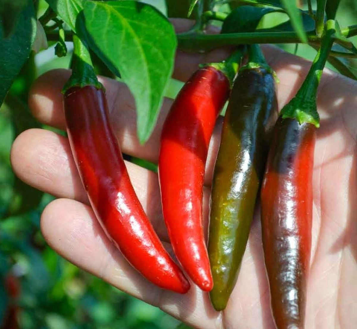 Chilli Seeds Serrano Organically Sourced