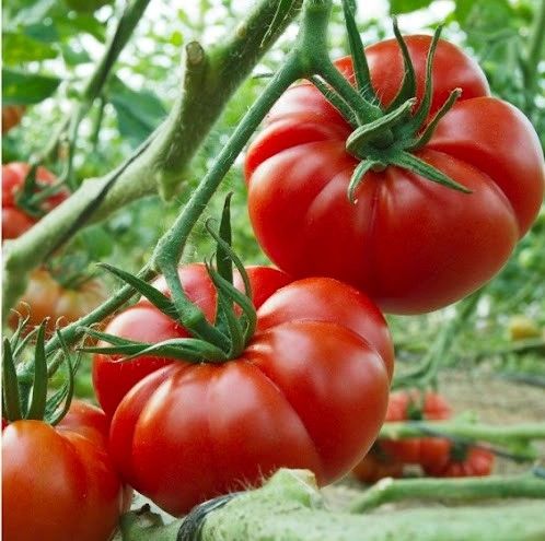 Tomato Seeds Rouge De Marmande Open Pollinated