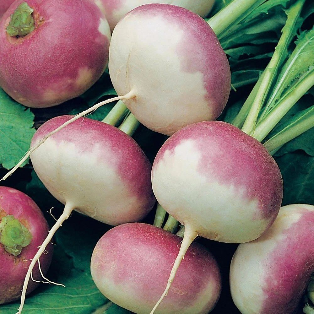 Turnip Purple Top Special order Vincent Piscioneri 1 kilo