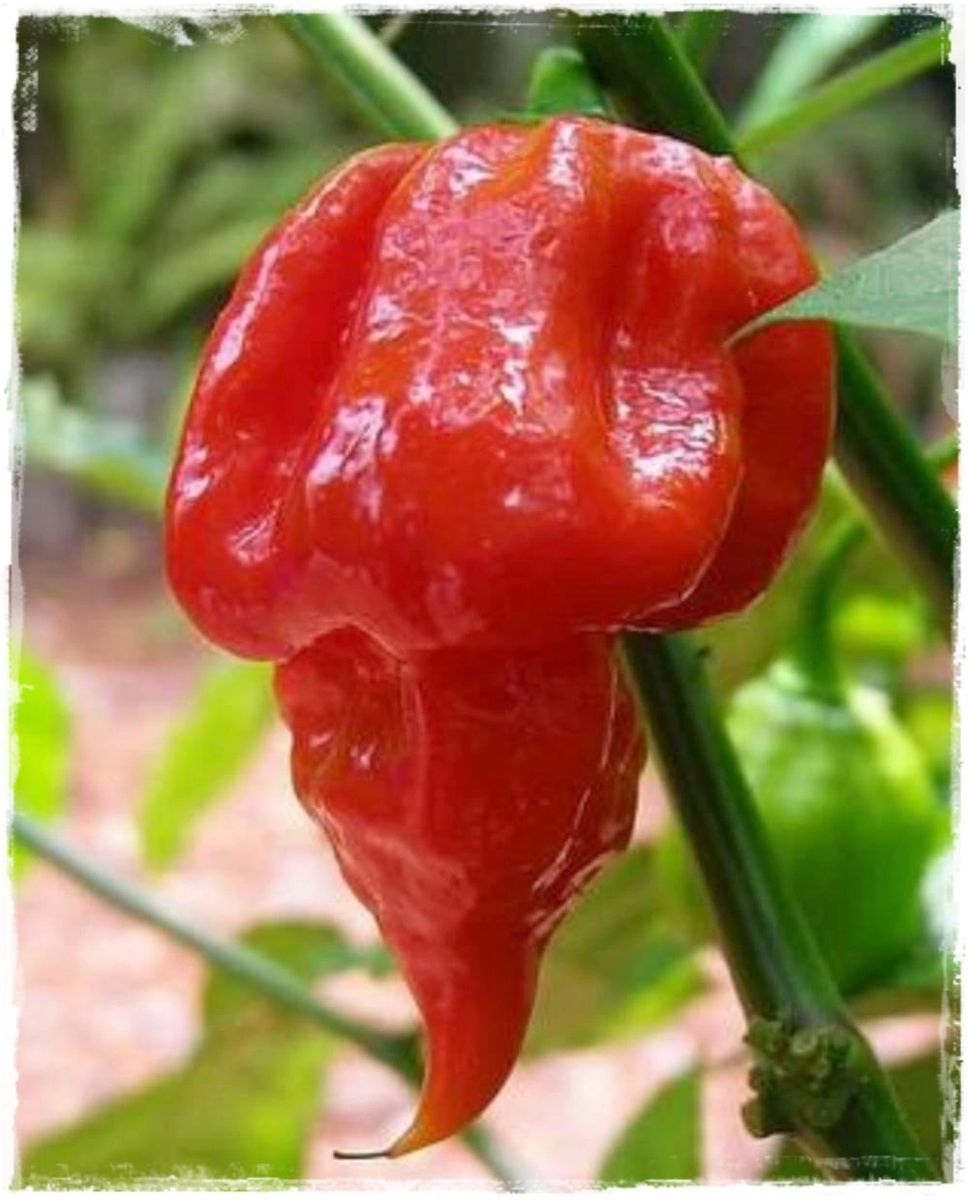 Chilli Red Moruga Scorpion Organically Sourced