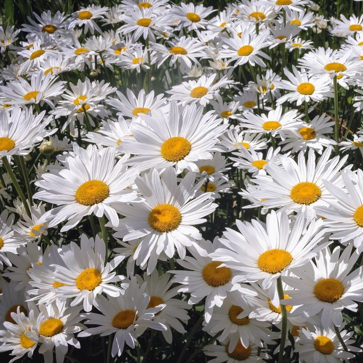 Chrysanthemum May Queen Flower Seeds